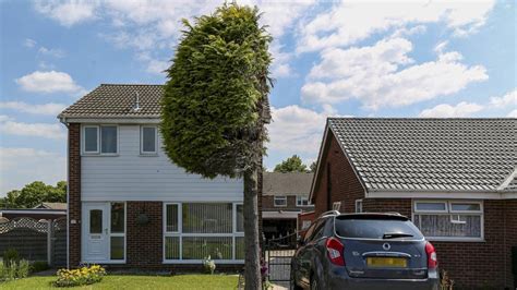 Neighbour Defends Cutting Tree Exactly In Half In UK Dispute Daily