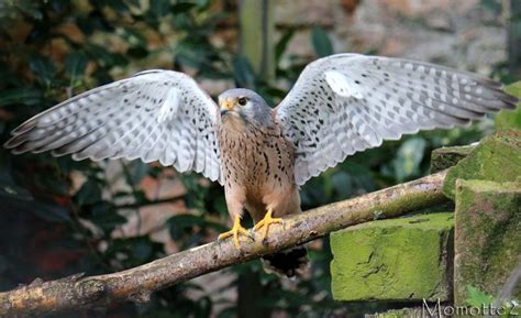 Feather Show Stunning Kestrel Display