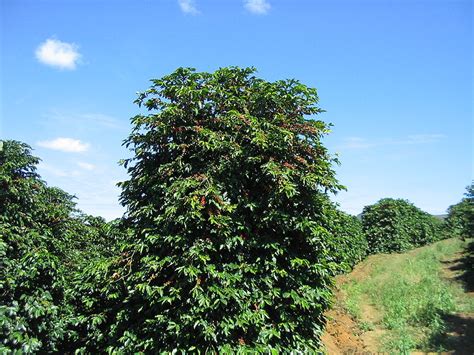 Coffee Tree Pictures Facts On Coffee Trees