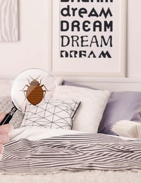 Does Rubbing Alcohol Kill Bed Bugs 2025 Todays Homeowner