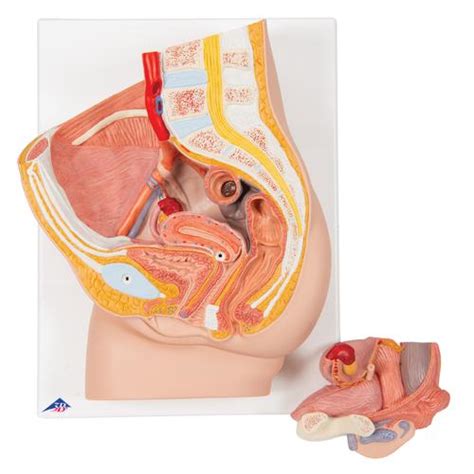 Anatomical Teaching Models Plastic Human Pelvic Models Female