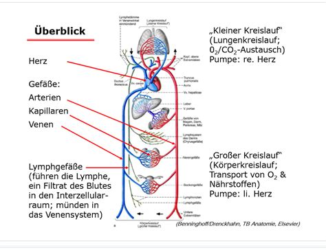 Herz Und Lunge Kreislaufsystem