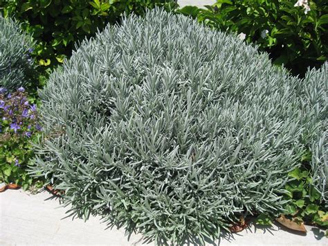 Лаванда Latifolia Silver Frost