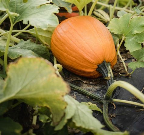 5 Reasons Why I Am Implementing The Three Sisters Growing Method Into My Garden 2023 Flint