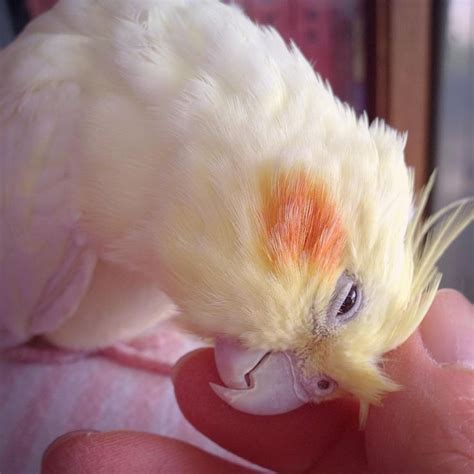 Close Up Of A Beautiful Cockatiel