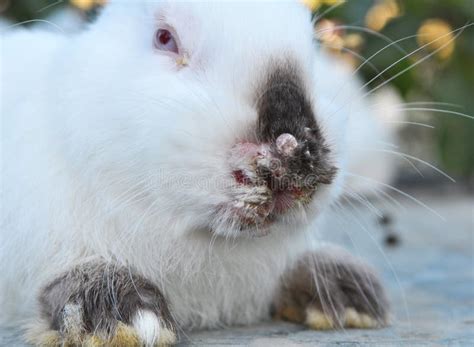 Sick Rabbit For Myxomatosis Stock Image Image Of Nose Little 212727707