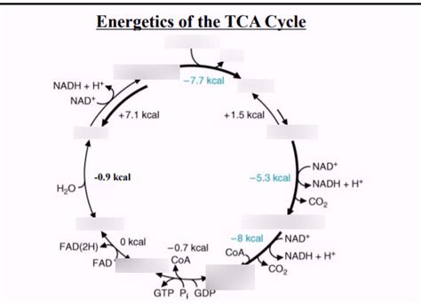 tca cycle diagram quizlet