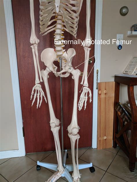 Externally Rotated Leg Pri Trainer