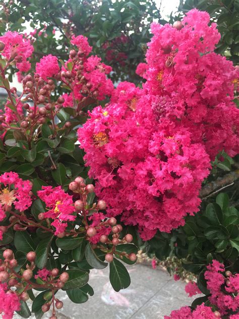 Lagerstroemia X Fauriei Tuscarora Xera Plants