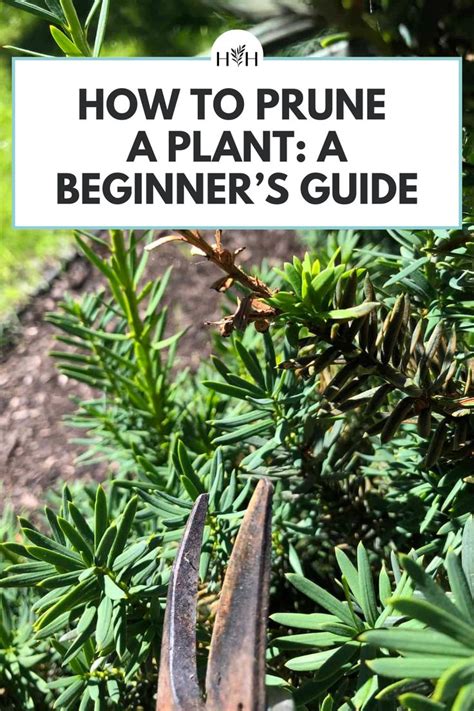 How To Prune A Plant A Beginners Guide Pollinator Garden Prune Cold Climate Gardening