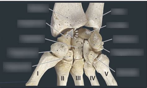 The Individual Carpal Bones Wrist Bones Small Bones Diagram Quizlet