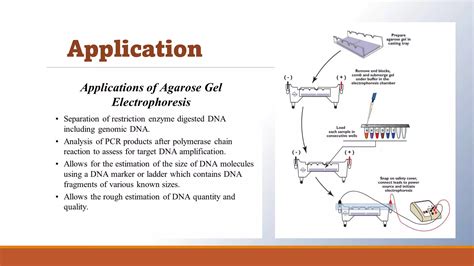 Agrose Gel Electrophoresis Pdf
