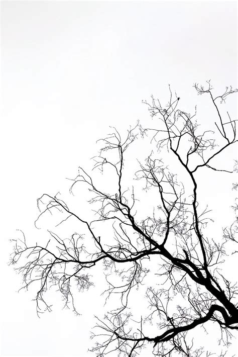 枯树素描简笔画 枯树简笔画铅笔画 枯树素描铅笔画 大山谷图库