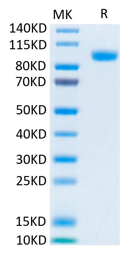 Biotinylated Human Her3erbb3 Protein Recombinant Reprokine
