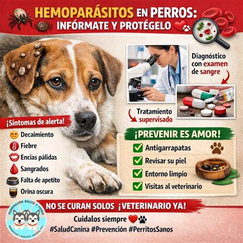 Fundación 🐶🦠 HemoparÁsitos En Perros InfÓrmate Y ProtÉgelo ️🐾 Los Hemoparásitos Son