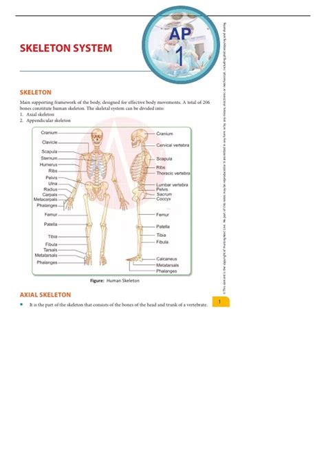 A P Skeletal System A P Stuvia US