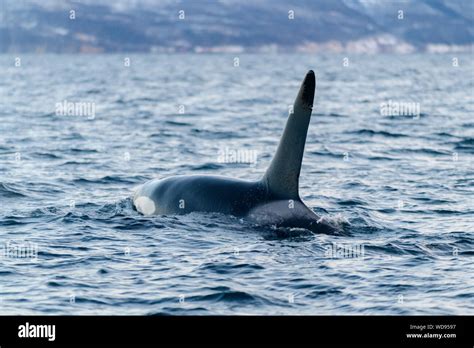 Killer Whale Orca Orcinus Orca Skjervoy Norway Atlantic Ocean