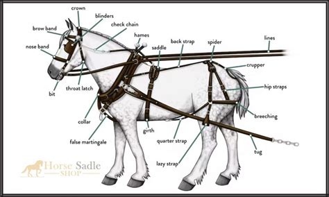 Horse Yoke Harness Belly Band For Tail Set Shop Online