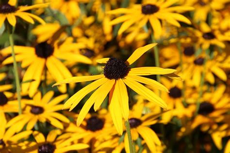 Um Bicho Um Bicho Papão 23 01 2025