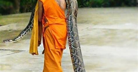 Because Everyone Has A 10 Foot Long Python Album On Imgur