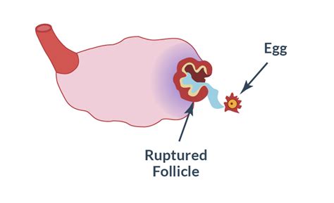 Ovulation Symptoms And Signs Top 12 Fertile Signs