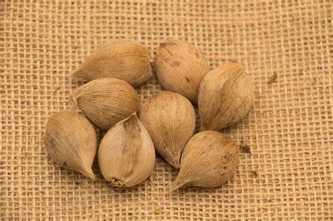 Iris Reticulata Pixie Avon Bulbs