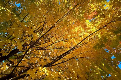 Where And When To See Fall Foliage In Mass According To Dcrs