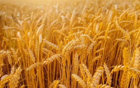 Gold Ripe Wheat Field In Sun Stock Image Image Of Farmland Field