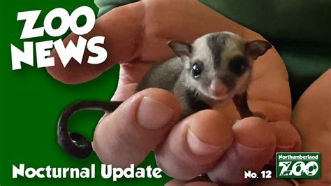 Sugar Glider Neouza 6pack Sugar Gliders Platform 140pcs