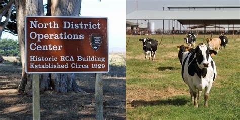 Secret Cypress Tree Tunnel Don T Blink 50 Roads