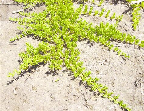 Individuo De Batis Maritima Con Los Tallos Postrados Download Scientific Diagram