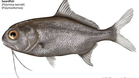 Stout Beardfish Fish Britannica
