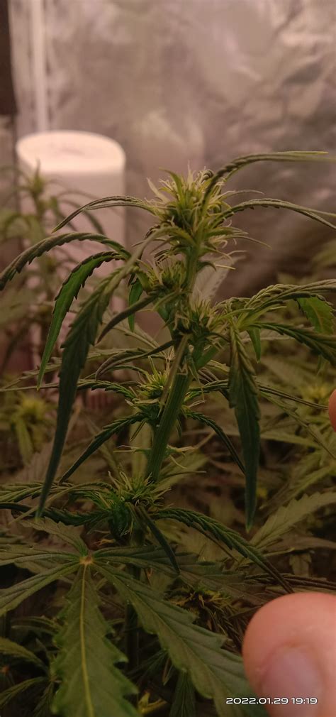 Tight Node Spacing Flowering Ilgm Growers Forum Free Cannabis