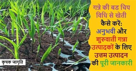 Sugarcane Bud Chip Method In Hindi गन्ना बड चिप विधि