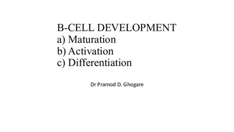 Ppt B Cell Development Maturation