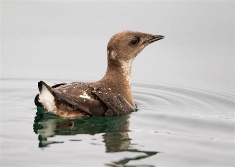 Marbled Murrelet Audubon Field Guide