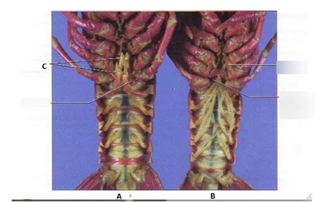 Lab 8 Animal Diversity Crayfish Determining Sex Diagram Quizlet