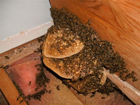 Facts About Bug Infestations