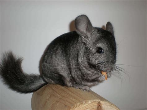 [100 ] Chinchilla Pictures