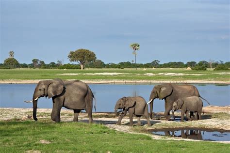 1 Day Mikumi Safari From Morogoro 2026 2027