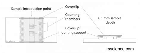 How To Use A Hemocytometer To Count Cells Rs Science