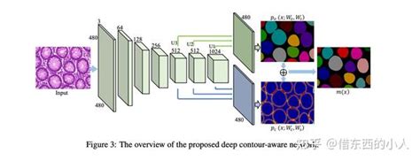 经典细胞核分割论文总结——可作为对比模型 知乎