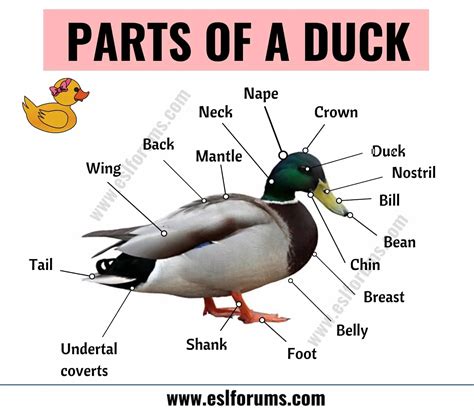 Duck Anatomy Different Parts Of A Duck Esl Forums