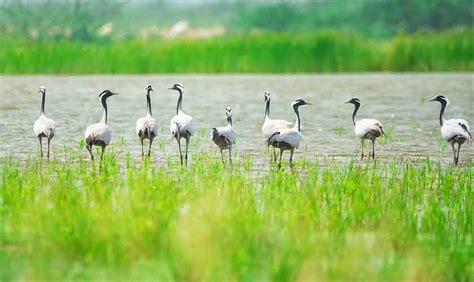 Protecting Wildlife Political Economy Pk