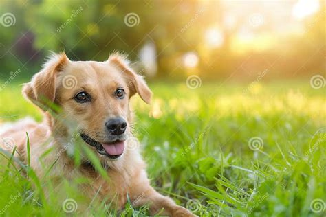 Happy Golden Retriever Mix Lying on Green Grass Sunlit Park Summer Day ...