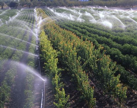 Burchell Nursery Wholesale Tree Nursery Bare Root And Potted