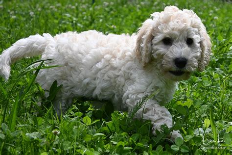 Galerija Cockapoo Slovenija