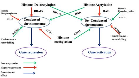 Correlation Of Ezh2 Expression With Expression Of Other Chromatin Download Scientific Diagram