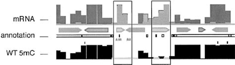 The Methylation Profile Of A 100 Kb Region Of Arabidopsis Profiling