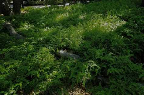 The Lauae Microsorum Spectrum The Ecology Systematics And Cultivation Of A Fragrant And